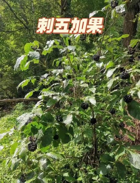 刺五加有几种图片_刺五加品种识别方法-第1张图片-山城妙识