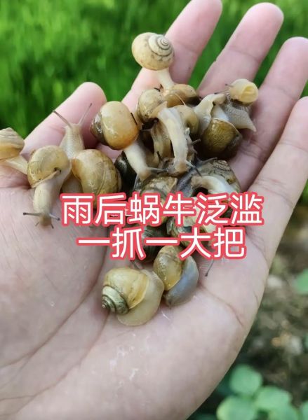 蜗牛有毒吗_蜗牛咬人会不会中毒-第1张图片-山城妙识