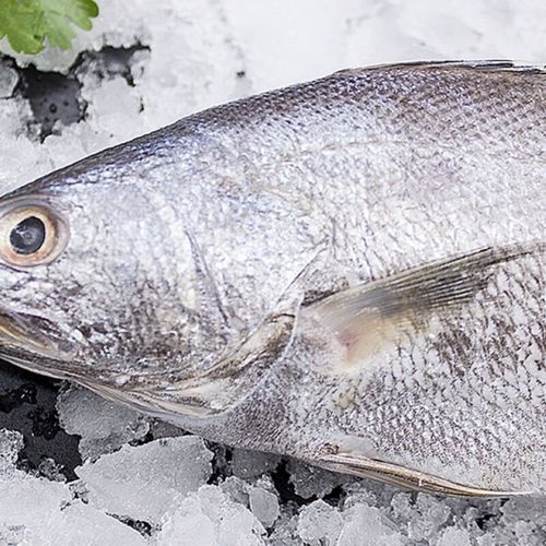 鳘鱼是什么鱼_鳘鱼多少钱一斤-第1张图片-山城妙识