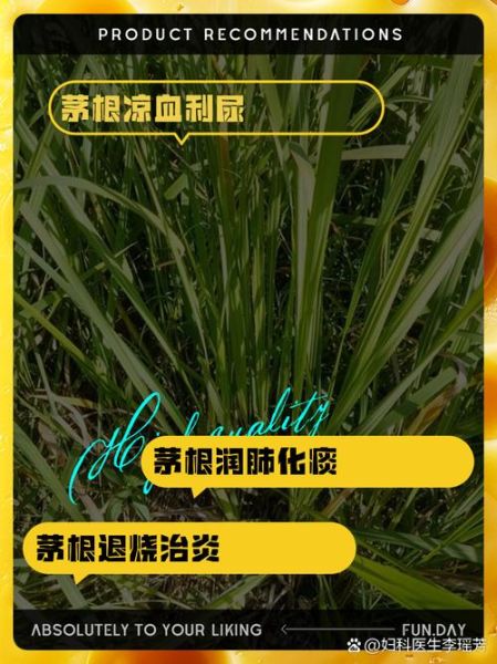 白茅根的功效与作用_白茅根能治哪些病-第2张图片-山城妙识