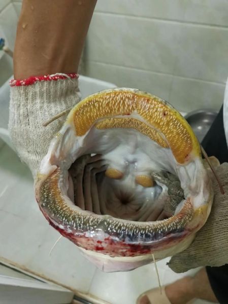 大口鲶鱼怎么做好吃又简单_家常做法-第1张图片-山城妙识