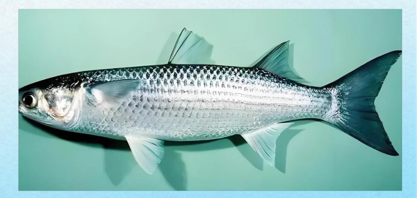 乌头鱼是海鱼还是淡水鱼_乌头鱼能生活在咸水里吗-第1张图片-山城妙识