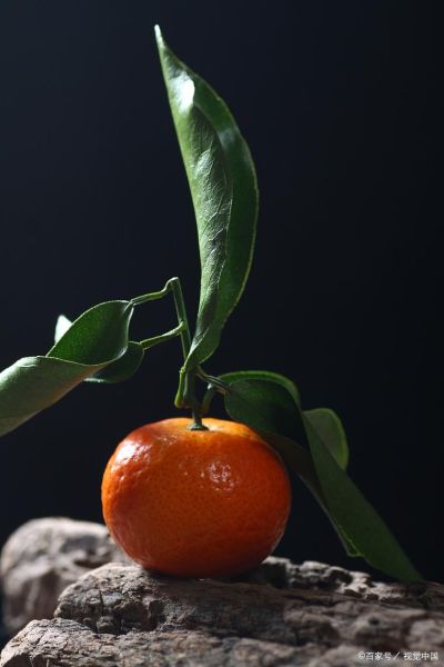 橘子图片大全_如何挑选高清橘子壁纸-第1张图片-山城妙识