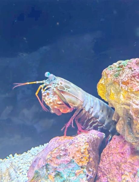 雀尾螳螂虾怎么养_雀尾螳螂虾饲养条件-第3张图片-山城妙识