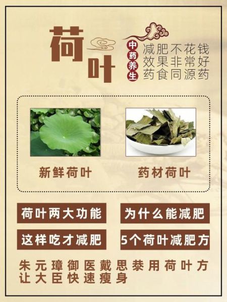 荷叶茶的功效与作用_荷叶茶的禁忌症-第3张图片-山城妙识