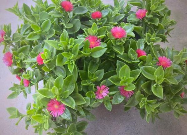 穿心莲生吃有毒吗_穿心莲生吃会不会中毒-第3张图片-山城妙识