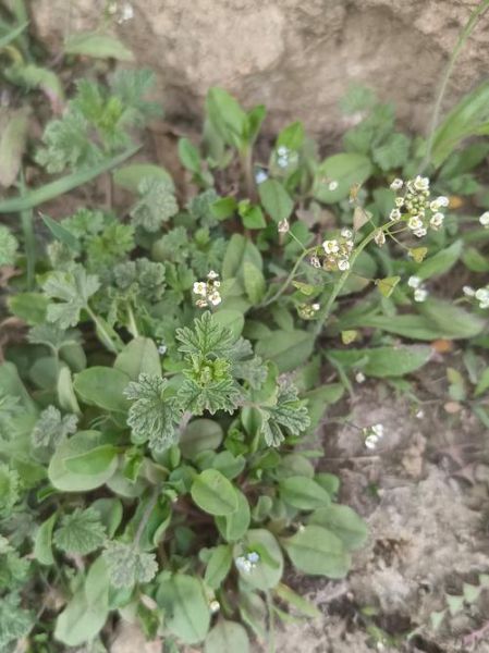 荠菜花图片怎么放大_荠菜花高清大图哪里找-第1张图片-山城妙识
