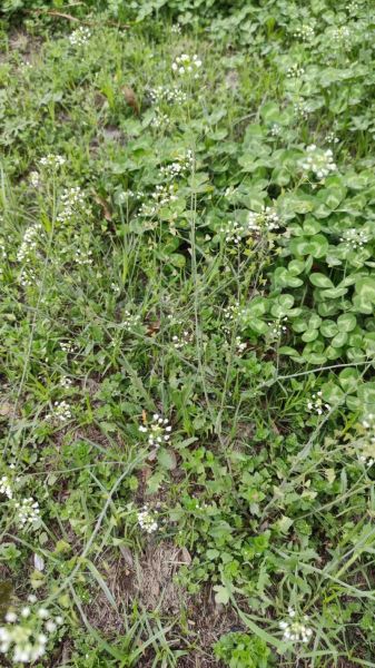 荠菜花图片怎么放大_荠菜花高清大图哪里找-第2张图片-山城妙识