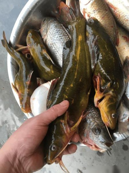 黄骨鱼怎么钓_黄骨鱼打窝用什么最好-第1张图片-山城妙识