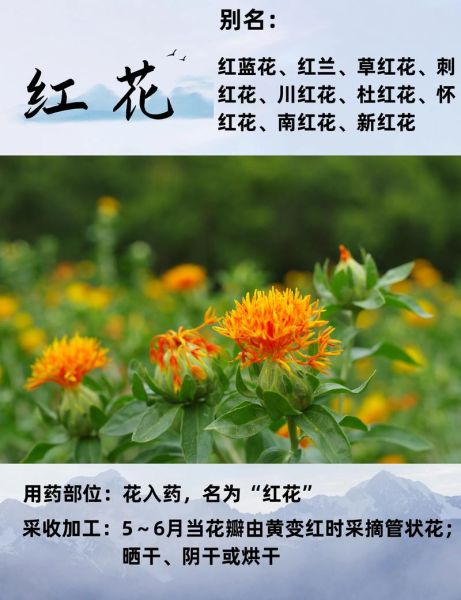 红花有什么功效与作用_红花怎么吃效果最好-第2张图片-山城妙识 红花有什么功效与作用_红花怎么吃效果最好-第2张图片-山城妙识