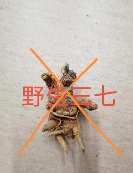 三七图片真假鉴别_三七图片高清细节图-第2张图片-山城妙识