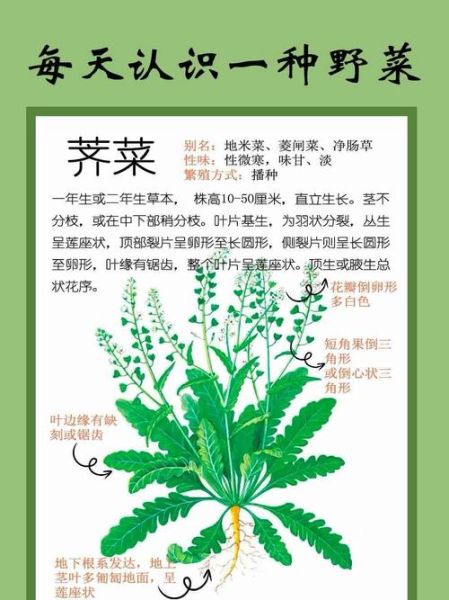 荠菜怎么吃降血压_荠菜降血压的正确吃法-第1张图片-山城妙识 荠菜怎么吃降血压_荠菜降血压的正确吃法-第1张图片-山城妙识