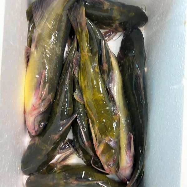 野生嘎鱼多少钱一斤_哪里能买到正宗野生嘎鱼-第2张图片-山城妙识 野生嘎鱼多少钱一斤_哪里能买到正宗野生嘎鱼-第2张图片-山城妙识