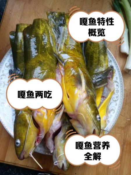 野生嘎鱼多少钱一斤_哪里能买到正宗野生嘎鱼-第1张图片-山城妙识 野生嘎鱼多少钱一斤_哪里能买到正宗野生嘎鱼-第1张图片-山城妙识