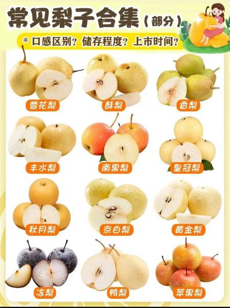 梨子图片水果_梨子品种怎么区分-第2张图片-山城妙识