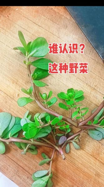 马齿笕图片长什么样_如何识别新鲜马齿笕-第2张图片-山城妙识