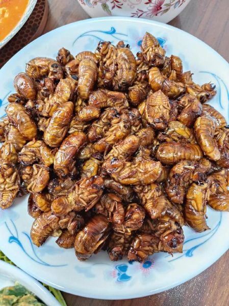 知了吃什么食物_知了幼虫吃什么-第3张图片-山城妙识