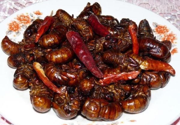 知了吃什么食物_知了幼虫吃什么-第2张图片-山城妙识