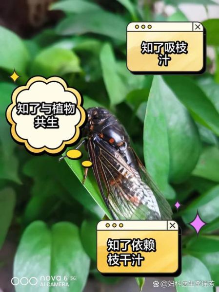 知了吃什么食物_知了幼虫吃什么-第1张图片-山城妙识