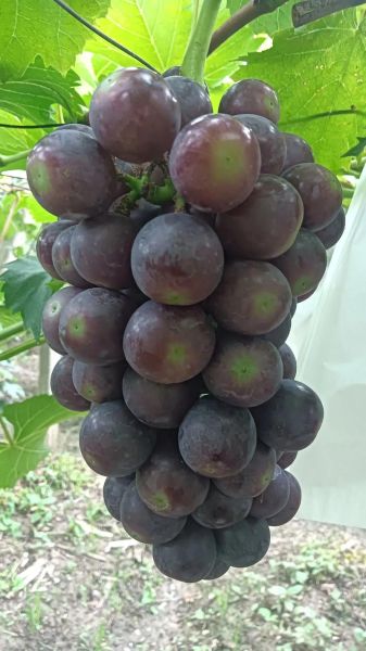 夏黑葡萄好吃吗_夏黑葡萄口感怎么样-第1张图片-山城妙识