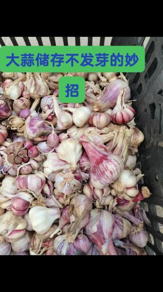 小蒜头怎么保存不发芽_小蒜头能放冰箱吗-第2张图片-山城妙识