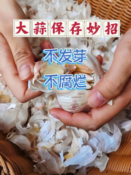 小蒜头怎么保存不发芽_小蒜头能放冰箱吗-第1张图片-山城妙识