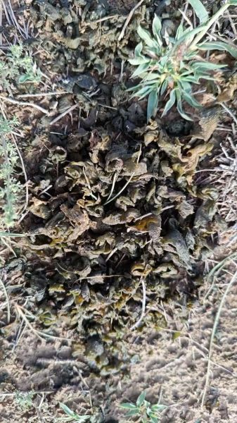 地皮菜价格多少钱一斤_地皮菜为什么这么贵-第1张图片-山城妙识