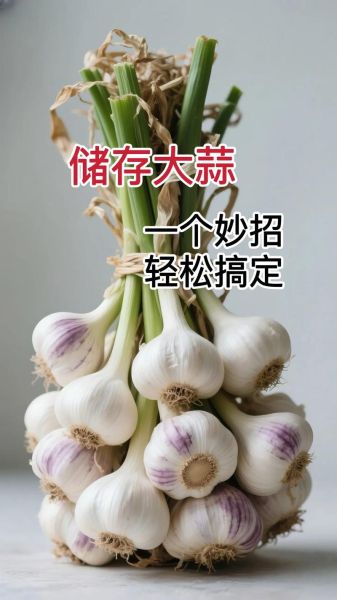 小蒜头怎么保存不发芽_小蒜头能放冰箱吗-第3张图片-山城妙识