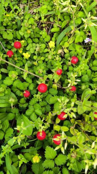 蛇莓和蛇有什么关系_蛇莓为什么叫蛇莓-第1张图片-山城妙识