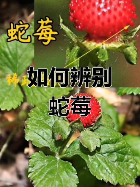 蛇莓和蛇有什么关系_蛇莓为什么叫蛇莓-第2张图片-山城妙识