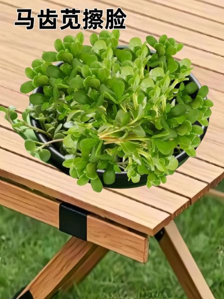 马齿苋怎么黑发_马齿苋黑发有效吗-第3张图片-山城妙识