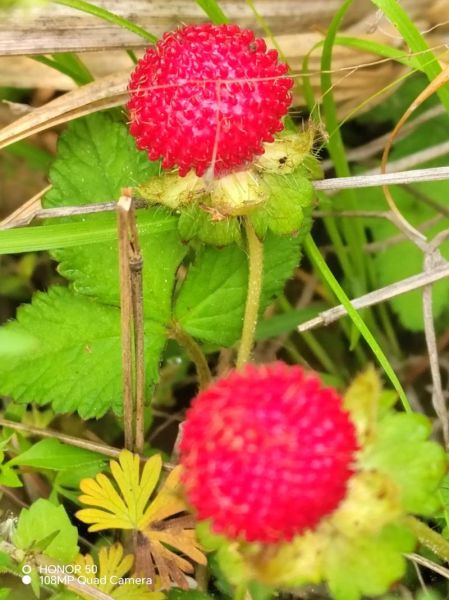 蛇莓和蛇有什么关系_蛇莓为什么叫蛇莓-第3张图片-山城妙识