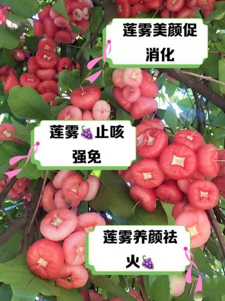 莲雾果的功效与作用_莲雾怎么吃最好-第1张图片-山城妙识