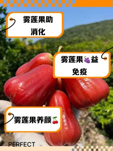 莲雾果的功效与作用_莲雾怎么吃最好-第3张图片-山城妙识