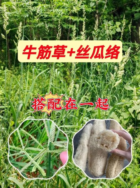 牛筋草泡脚有什么好处_牛筋草泡脚的正确方法-第2张图片-山城妙识