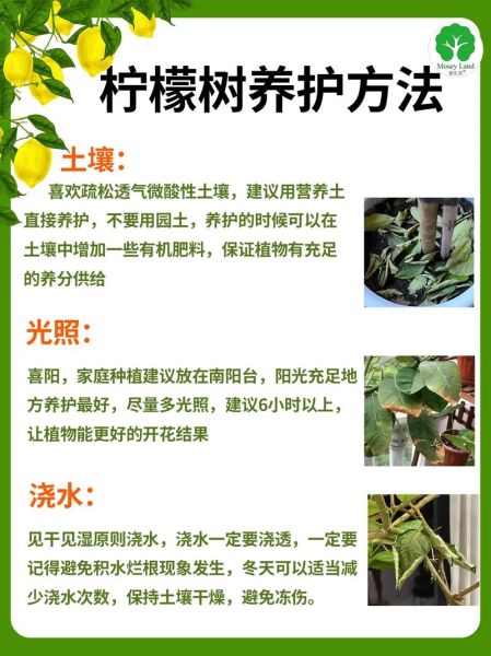 柠檬叶子发黄是怎么回事_柠檬树黄叶怎么办-第1张图片-山城妙识