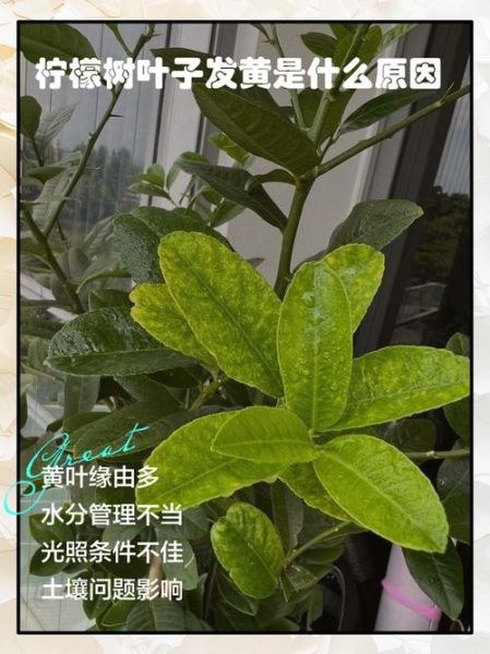 柠檬叶子发黄是怎么回事_柠檬树黄叶怎么办-第2张图片-山城妙识