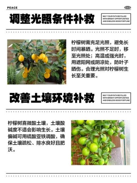 柠檬叶子发黄是怎么回事_柠檬树黄叶怎么办-第3张图片-山城妙识