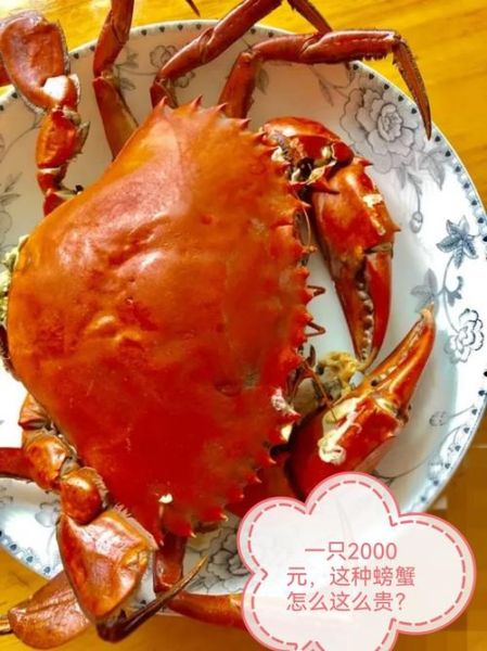 河蟹多少钱一只_河蟹价格受哪些因素影响-第3张图片-山城妙识