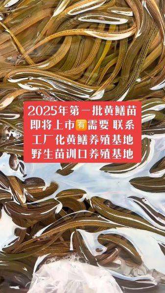 鳝鱼苗价格多少钱一斤_鳝鱼苗养殖技术要点-第1张图片-山城妙识