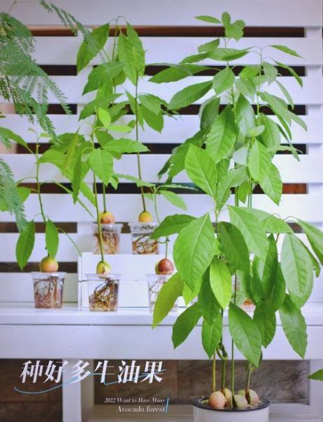 牛油果树几年结果_如何在家盆栽牛油果-第2张图片-山城妙识 牛油果树几年结果_如何在家盆栽牛油果-第2张图片-山城妙识