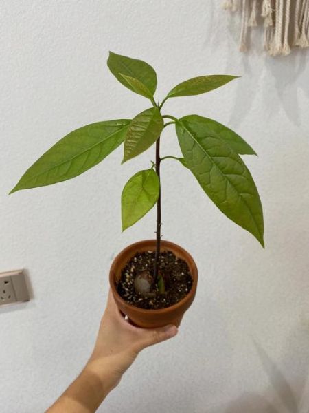 牛油果树几年结果_如何在家盆栽牛油果-第3张图片-山城妙识 牛油果树几年结果_如何在家盆栽牛油果-第3张图片-山城妙识