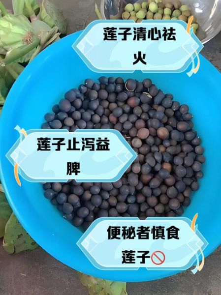 莲子怎么吃最养人_莲子功效与作用禁忌-第3张图片-山城妙识 莲子怎么吃最养人_莲子功效与作用禁忌-第3张图片-山城妙识