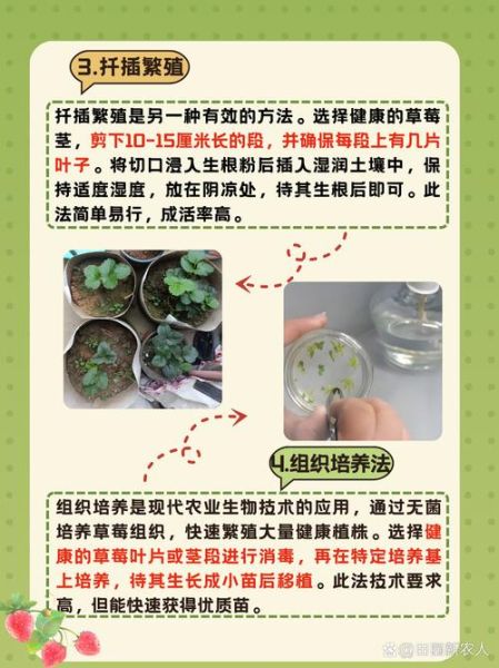 草莓怎么种_草莓种植方法详细步骤-第2张图片-山城妙识