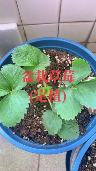 草莓怎么种_草莓种植方法详细步骤-第1张图片-山城妙识