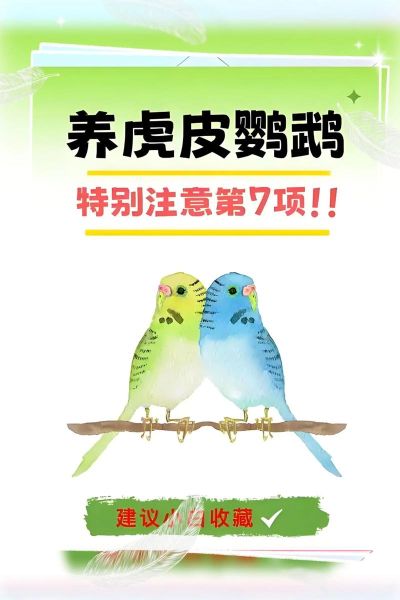 虎皮鹦鹉可以养两只吗_为什么千万不要-第2张图片-山城妙识 虎皮鹦鹉可以养两只吗_为什么千万不要-第2张图片-山城妙识