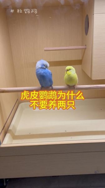 虎皮鹦鹉可以养两只吗_为什么千万不要-第1张图片-山城妙识 虎皮鹦鹉可以养两只吗_为什么千万不要-第1张图片-山城妙识