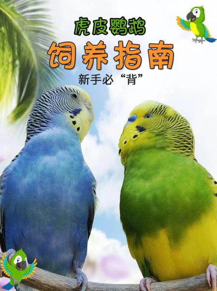 虎皮鹦鹉可以养两只吗_为什么千万不要-第3张图片-山城妙识 虎皮鹦鹉可以养两只吗_为什么千万不要-第3张图片-山城妙识