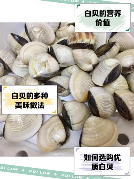 白贝怎么清洗_白贝怎么保存-第1张图片-山城妙识