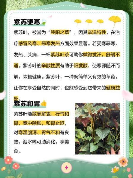 紫苏叶煮水喝的功效与禁忌_紫苏叶水怎么煮才有效-第2张图片-山城妙识